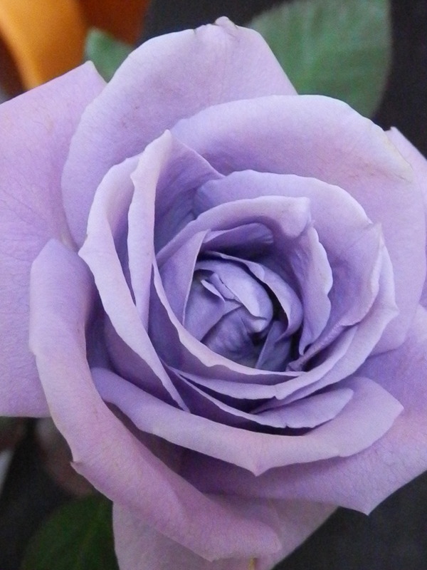 FlowerWorks Pua nani | SUNTORY blue rose 【APPLAUSE】