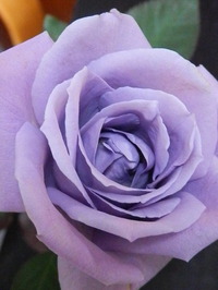 FlowerWorks Pua nani | SUNTORY blue rose 【APPLAUSE】