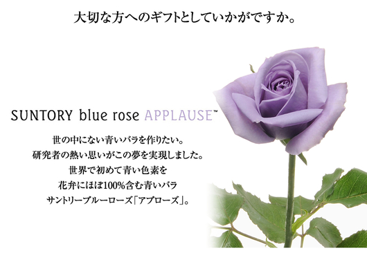 FlowerWorks Pua nani SUNTORY blue rose 【APPLAUSE】