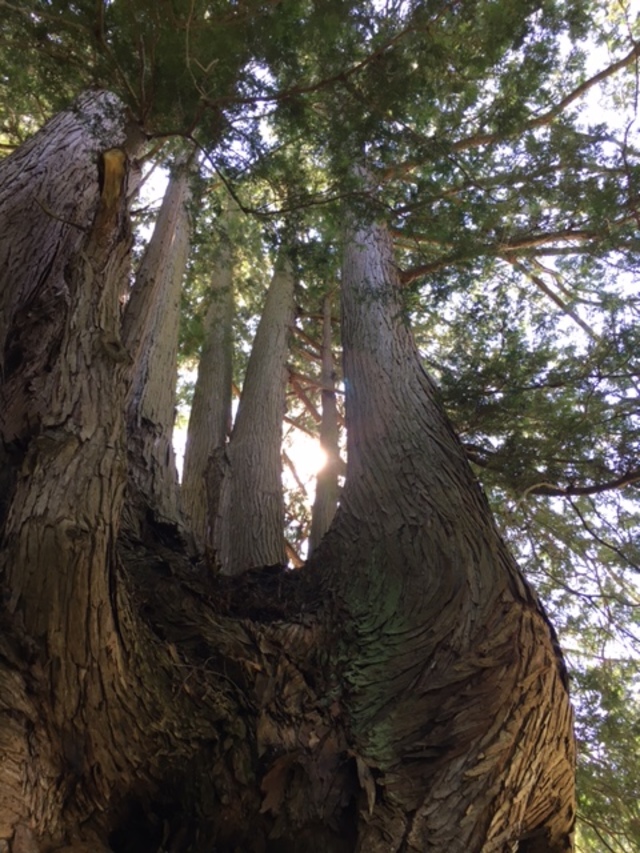 一般社団法人 花響-hanayura- アルバム