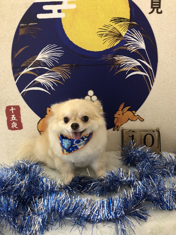 トリミングサロン LYCKA