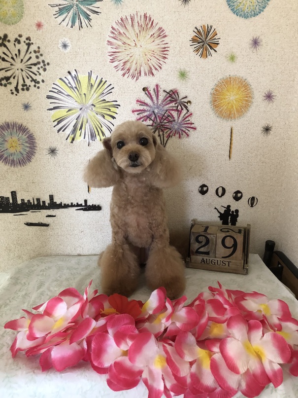 トリミングサロン LYCKA