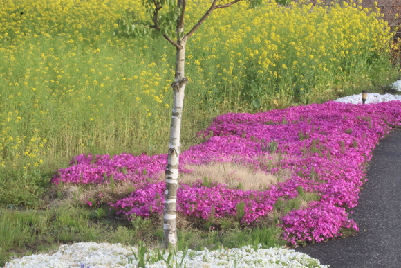 気の向くままに・のんびりと ⑯スズメ