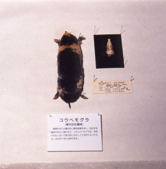 横畑研究室のホームページ英語版 You can read 2